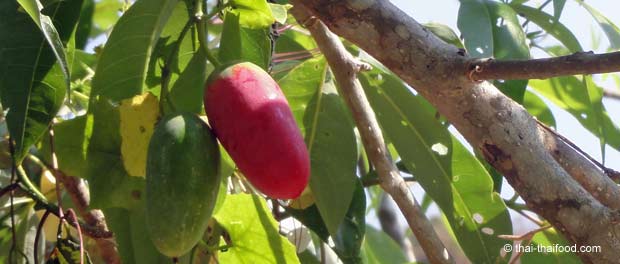 Tindola Frucht (Pak Tum Lung) | ตำลึง - Scharlachranke – thai-thaifood.de