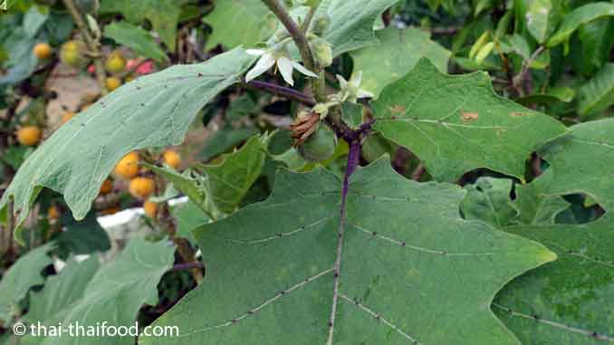 Hairy Eggplant - Solanum Ferox Frucht (Ma Eok) | มะอึก