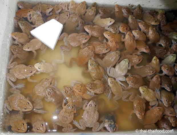Frösche essen in Thailand (Ghop) | กบ – thai-thaifood.de