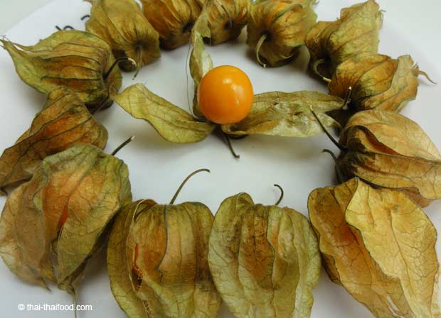 Physalis Frucht (Tong Teng Farang) | โทงเทงฝรั่ง - Wie gesund ist sie?