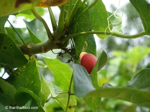 Tindola Frucht (Pak Tum Lung) | ตำลึง - Scharlachranke – thai-thaifood.de
