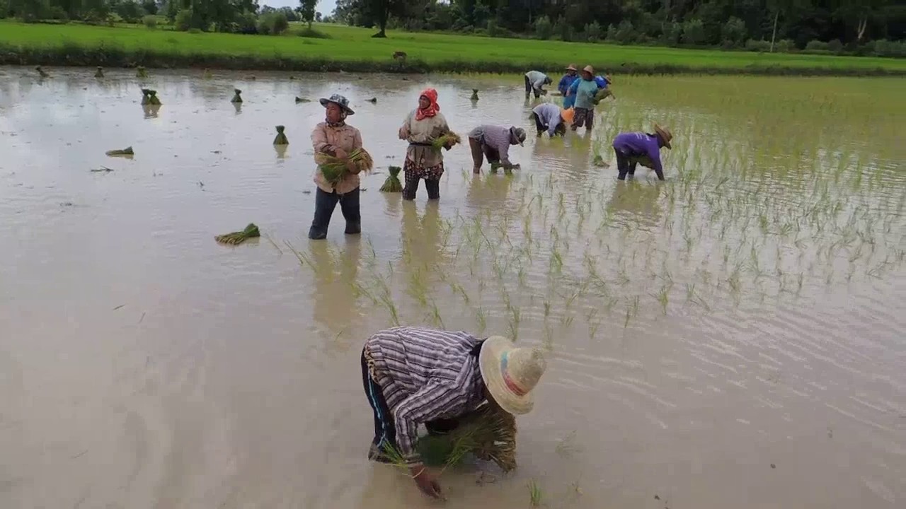 Vom Reiskorn zur Reispflanze - Der Anbau und die Ernte