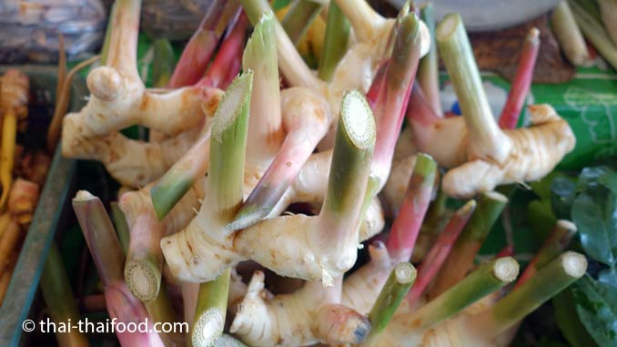 Galgant / Thai Ingwer (Kha) | ข่า - Galangal – thai-thaifood.de
