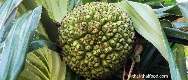 Tindola Frucht (Pak Tum Lung) | ตำลึง - Scharlachranke – thai-thaifood.de